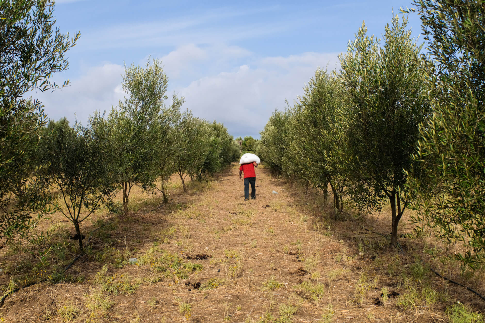 Photo Essay: The olive harvest in Gaza – Mondoweiss