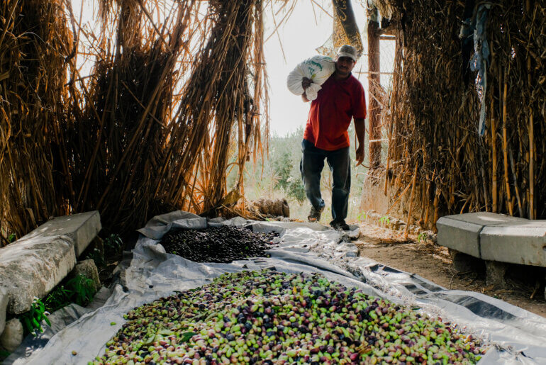 Photo Essay: The olive harvest in Gaza – Mondoweiss