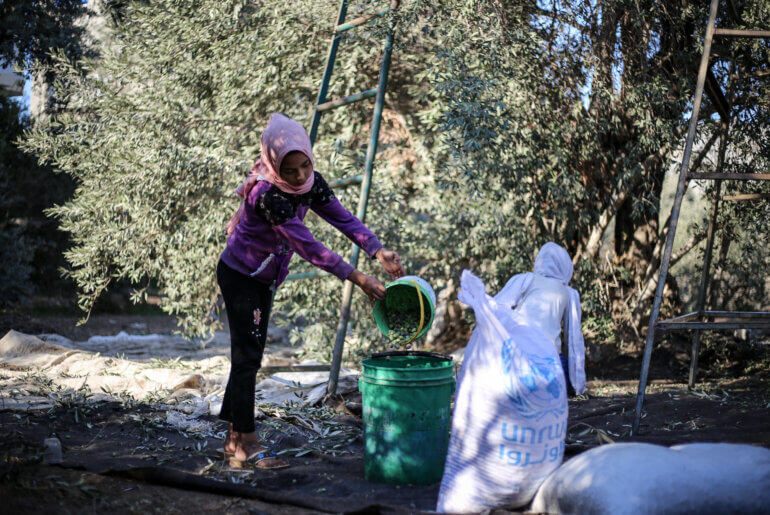 In pictures: Gaza’s olive harvest from farm to table – Mondoweiss