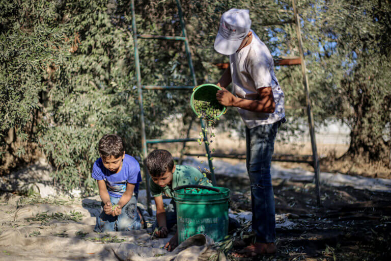 In pictures: Gaza’s olive harvest from farm to table – Mondoweiss