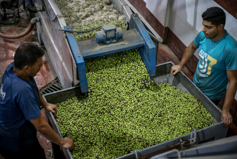 In pictures: Gaza’s olive harvest from farm to table – Mondoweiss